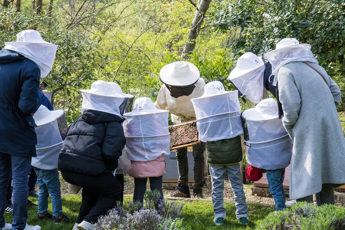 Atelier découverte des abeilles du rucher de la Jatte | Région Île-de ...